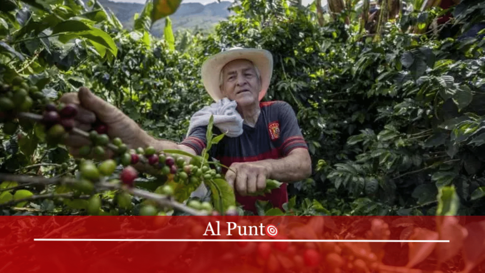 ¡La mejor cosecha en 30 años! Colombia rompe récords y vuelve a reinar ...